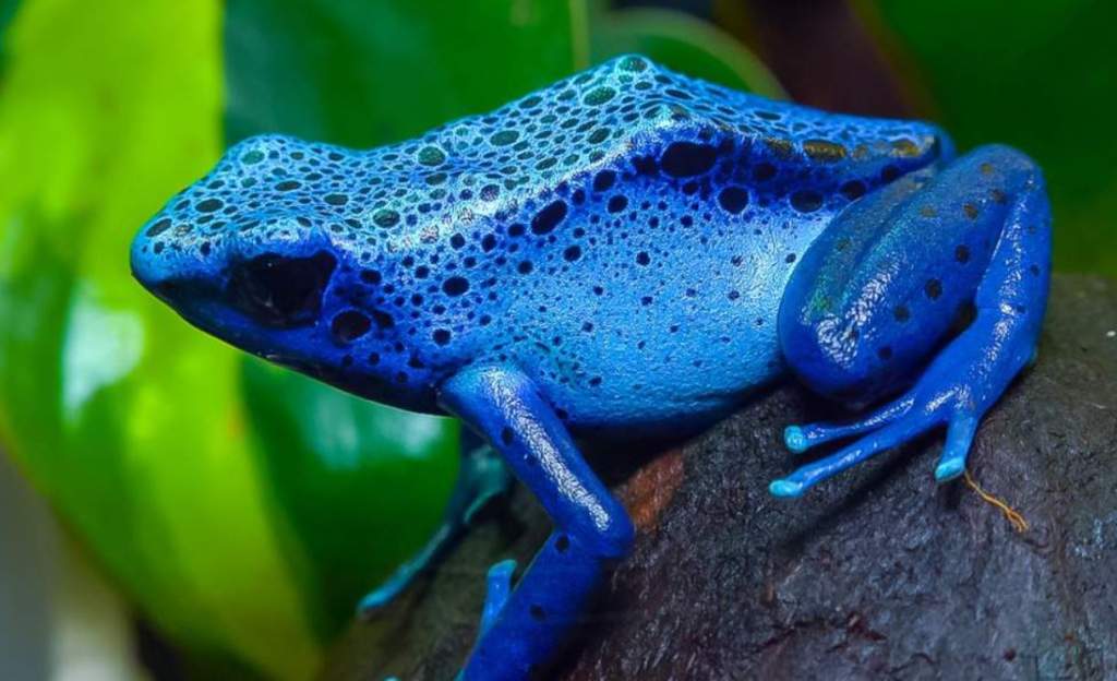 15 of the Most Unique Animals on the Planet – Nostalgic Buzz